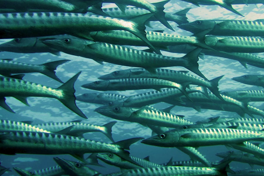 Game Fishing – ScreenShield